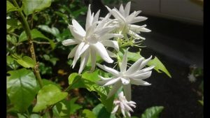 বেলি ফুল | Greeniculture