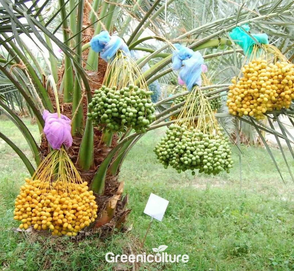 ছাদ বাগানে সৌদি খেজুর চাষ | Greeniculture