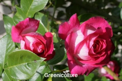 বিভিন্ন জাতের গোলাপ চিনুন | Greeniculture